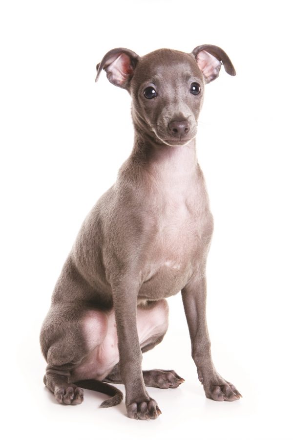 About Vetlig | Veterinary Orthopaedic Solutions and Implants