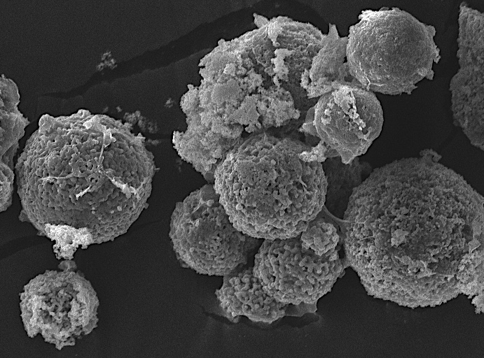 VETLIG artificial ligaments - Sports Medicine for Dogs